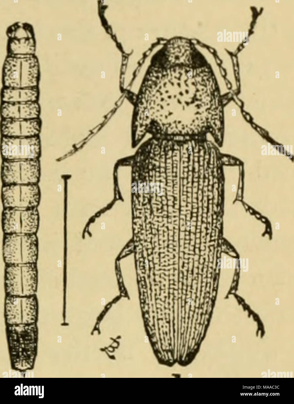 Click beetle larva hi-res stock photography and images - Alamy