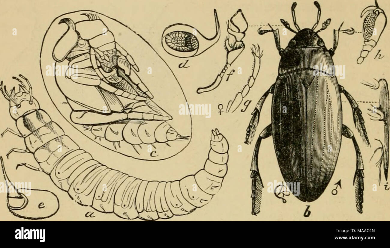 . Economic entomology for the farmer and the fruit grower, and for use ...
