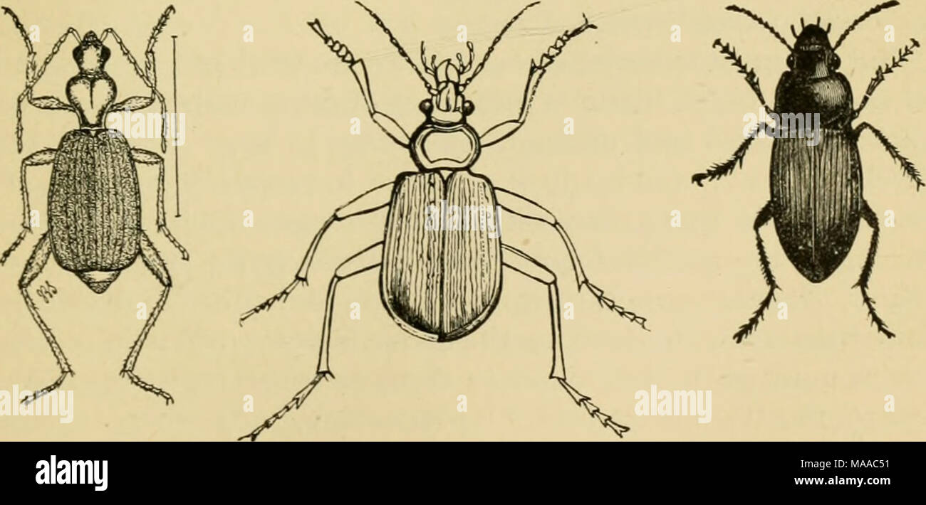 Calosoma scrutator hi-res stock photography and images - Alamy