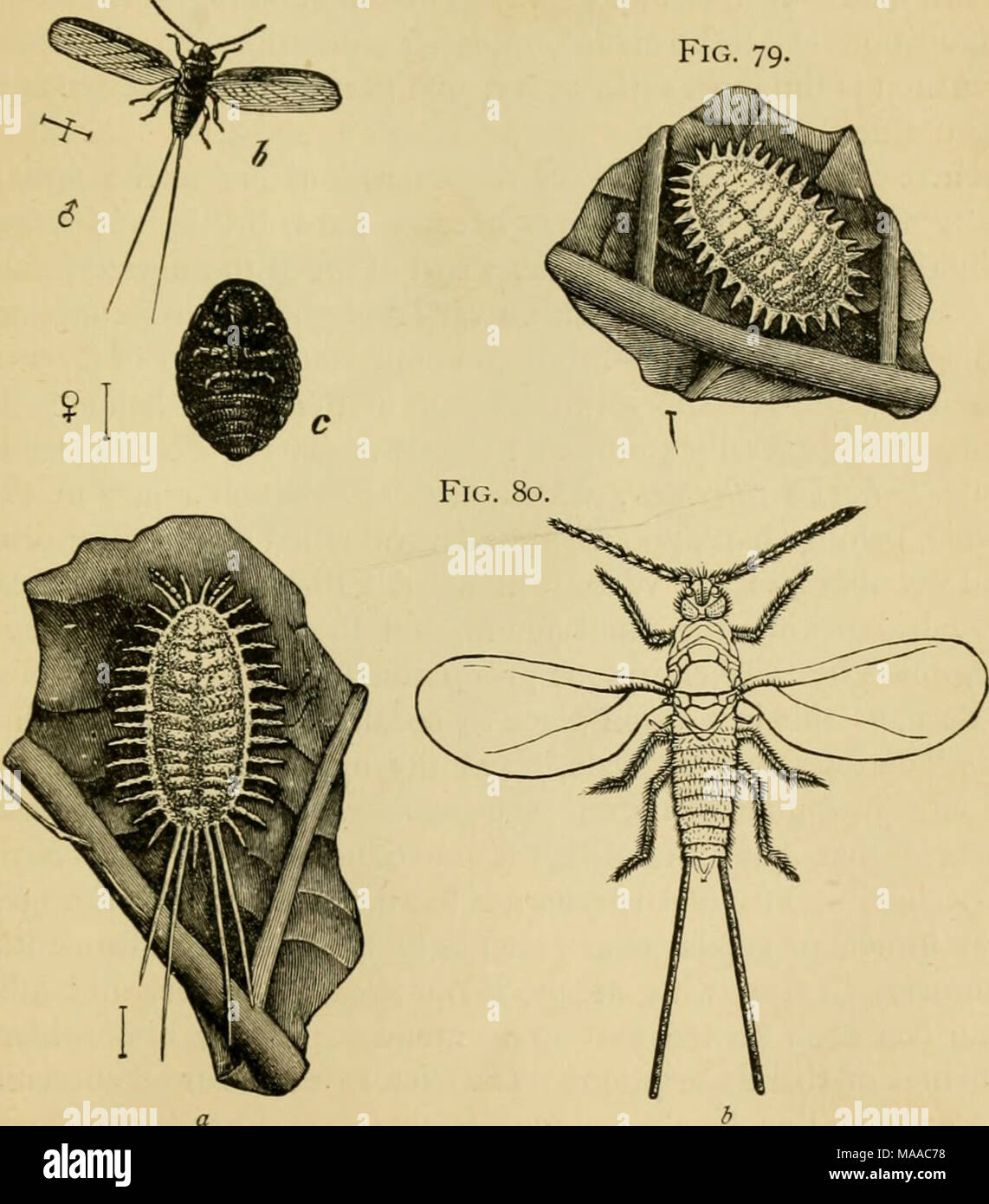 . Economic entomology for the farmer and the fruit grower, and for use ...