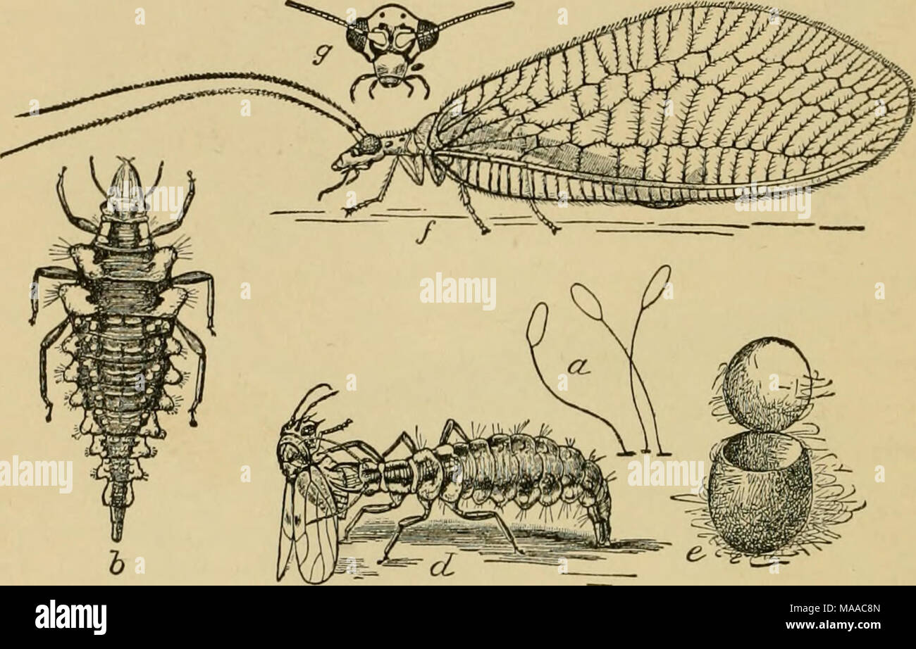 Pear psylla hi-res stock photography and images - Alamy