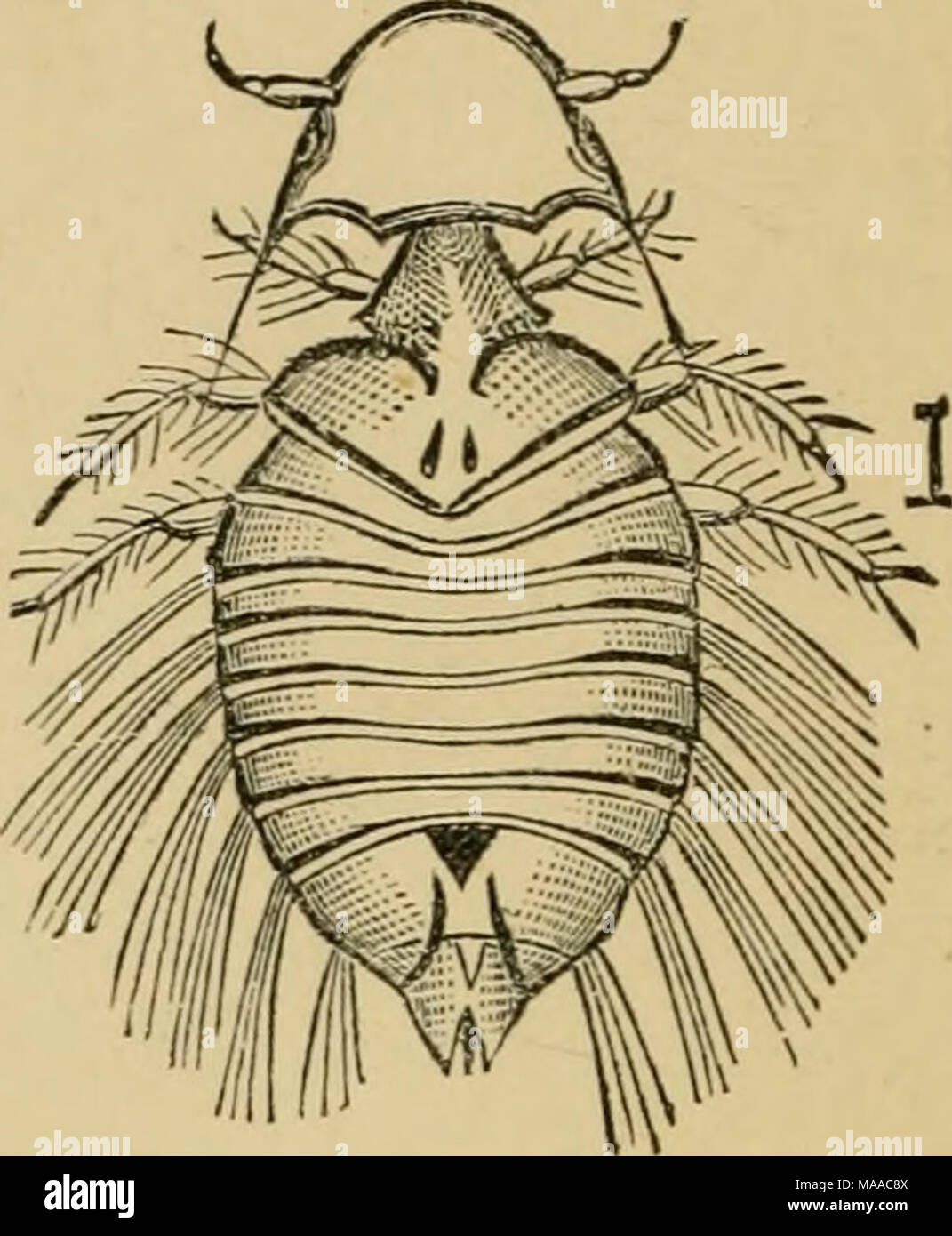 . Economic entomology for the farmer and the fruit grower, and for use ...