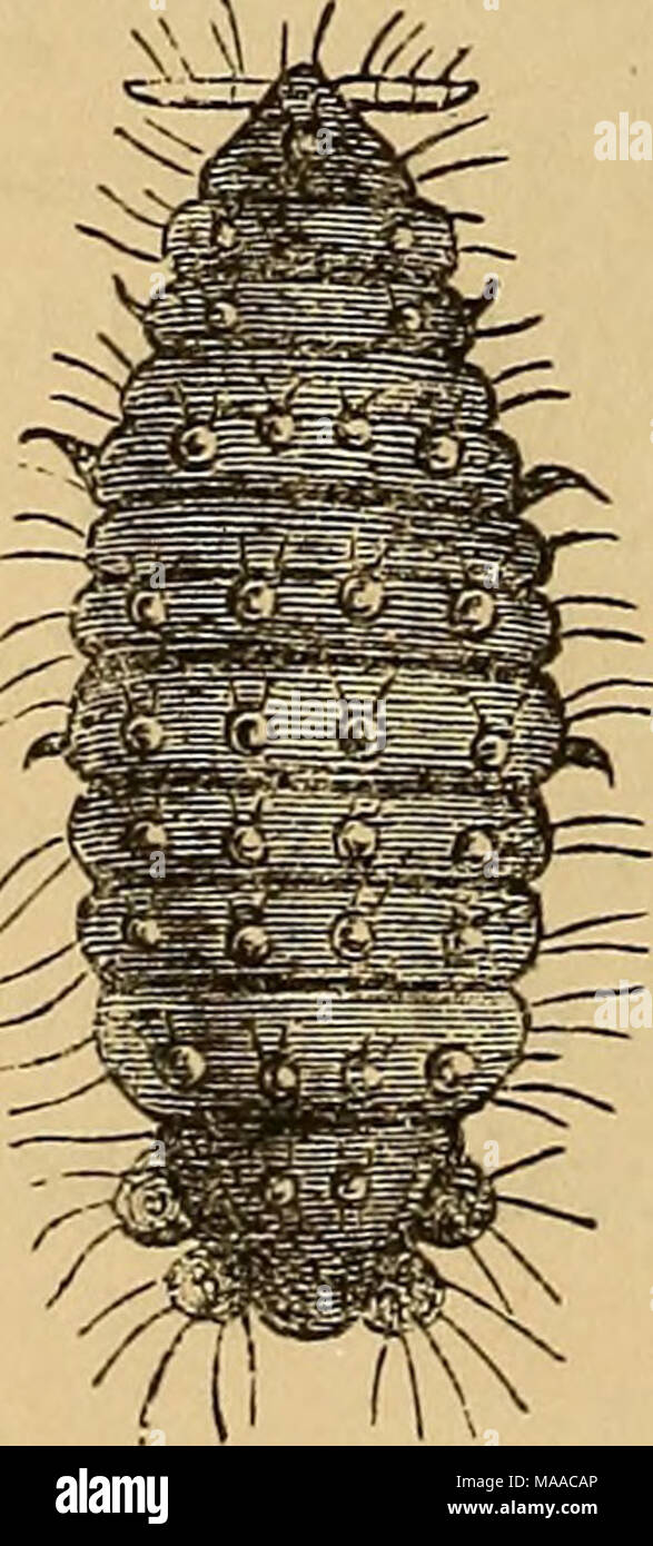 . Economic entomology . Anoura n.uscorum. 0.07 of an inch in leiigtl-t ...