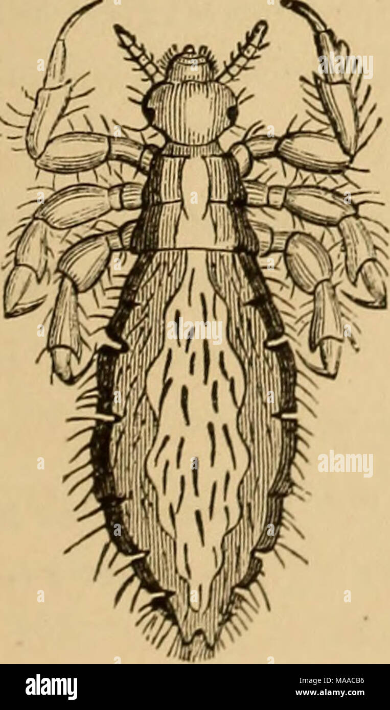 . Economic entomology . Pediculus capitis, i to i} line in Icr.gh. Nos ...