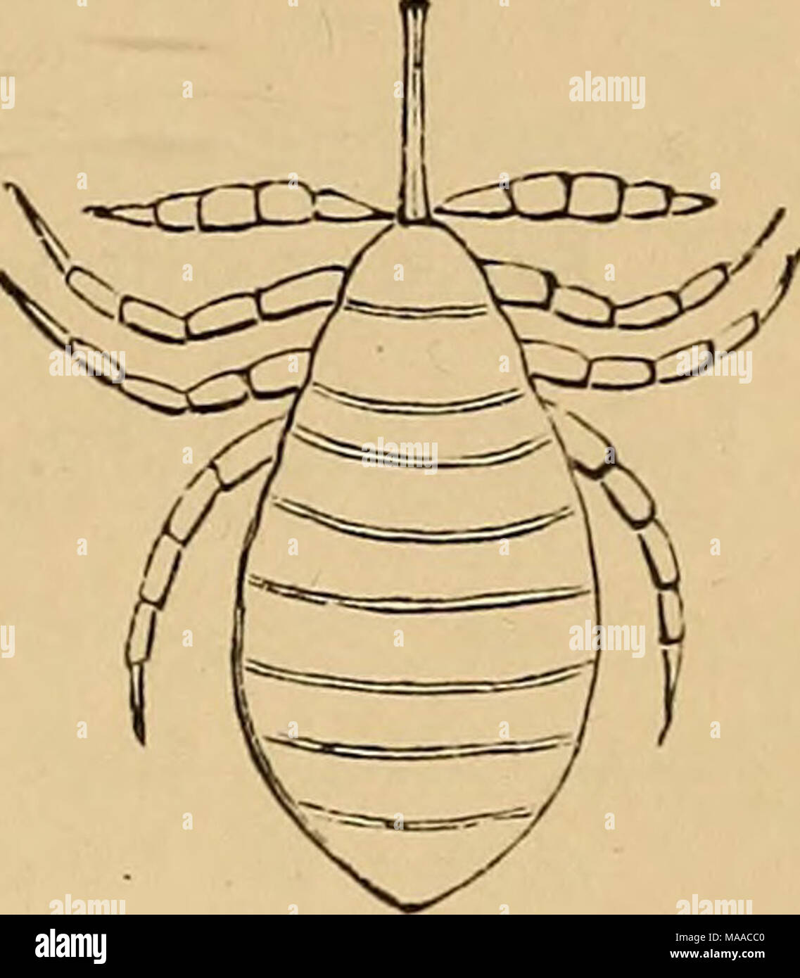 . Economic entomology . Genus H.^matopinus {Leach). Head not rostrate ...