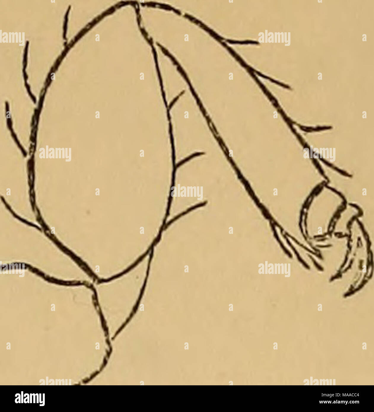 . Economic entomology . Goniodes dissimilis (from the domestic fov.l ...