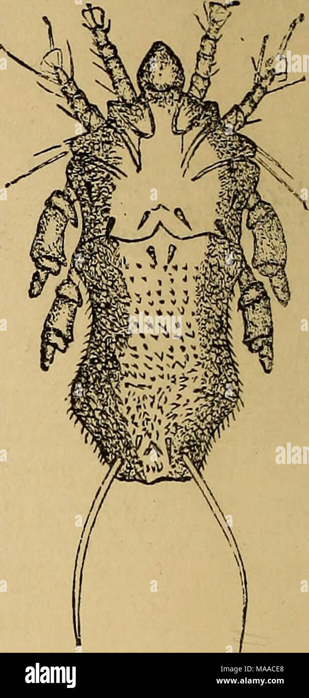 . Economic entomology . Myocoptes musculinus (male), very minute ...