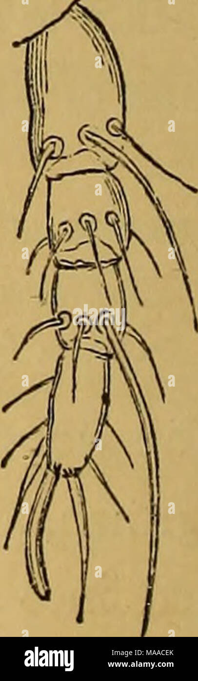 . Economic entomology . Ditto, tarsus and claw, posterior leg. Copied ...