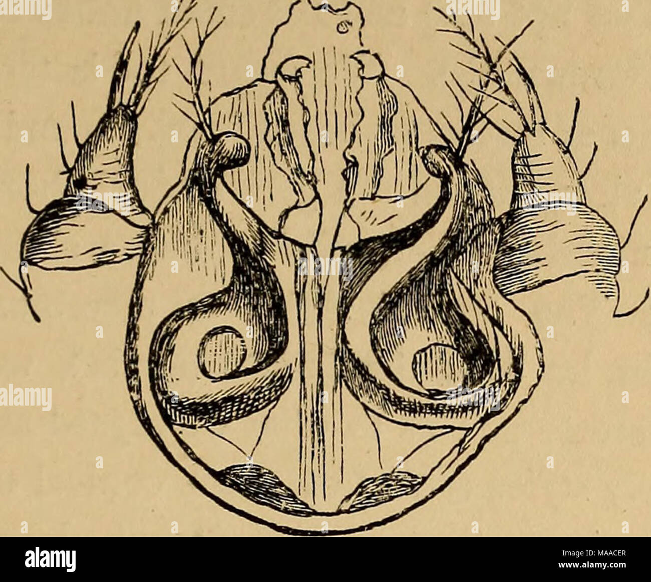 . Economic entomology . Ditto, more liighly magnified. figure shews the ...