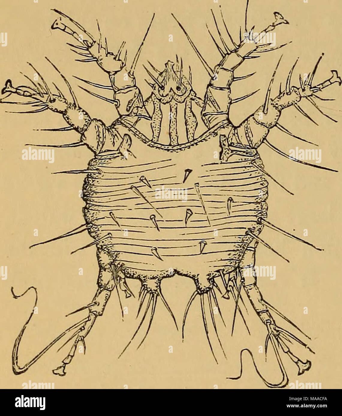 . Economic entomology . Psoroptes equi. Copied from Furstenberg's ...
