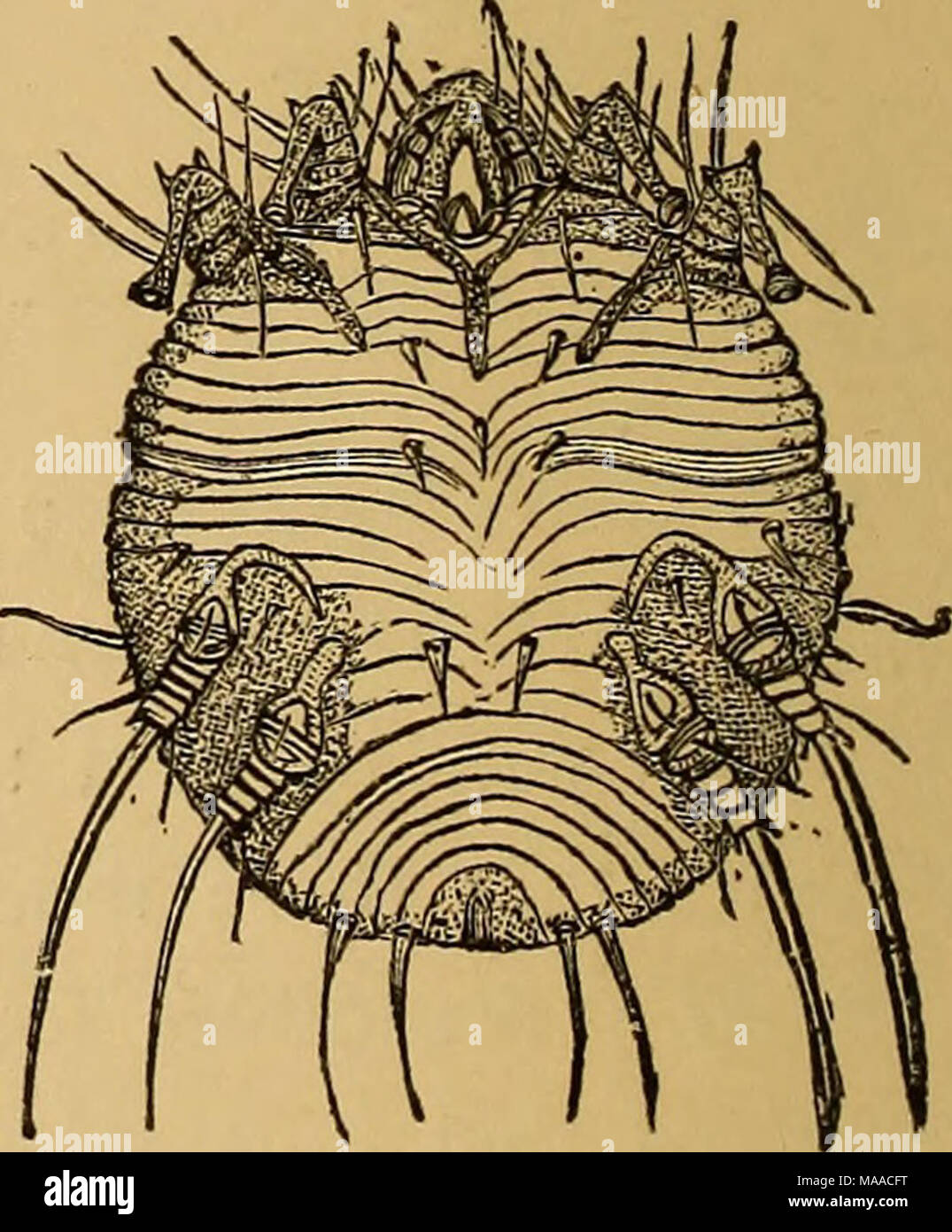 . Economic entomology . Sarcoptes scabiei, male. The itch mite. Ditto ...