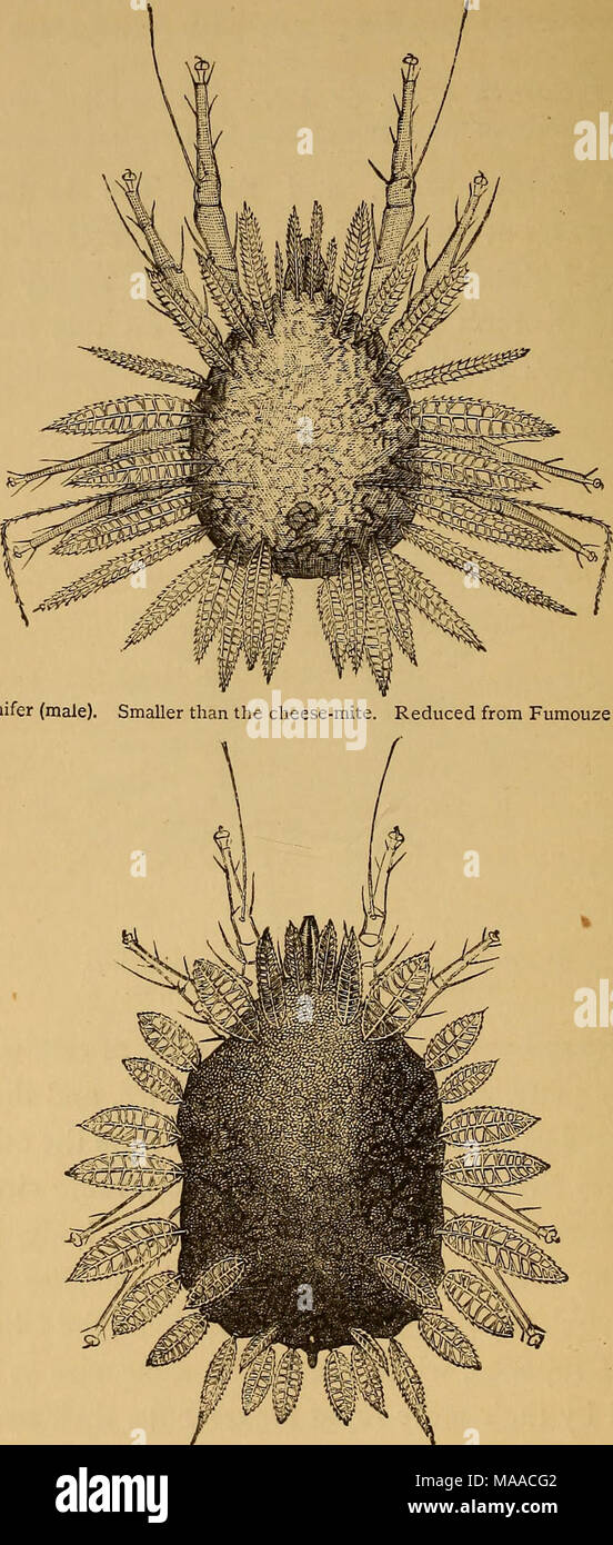 Mite cheese hi-res stock photography and images - Alamy