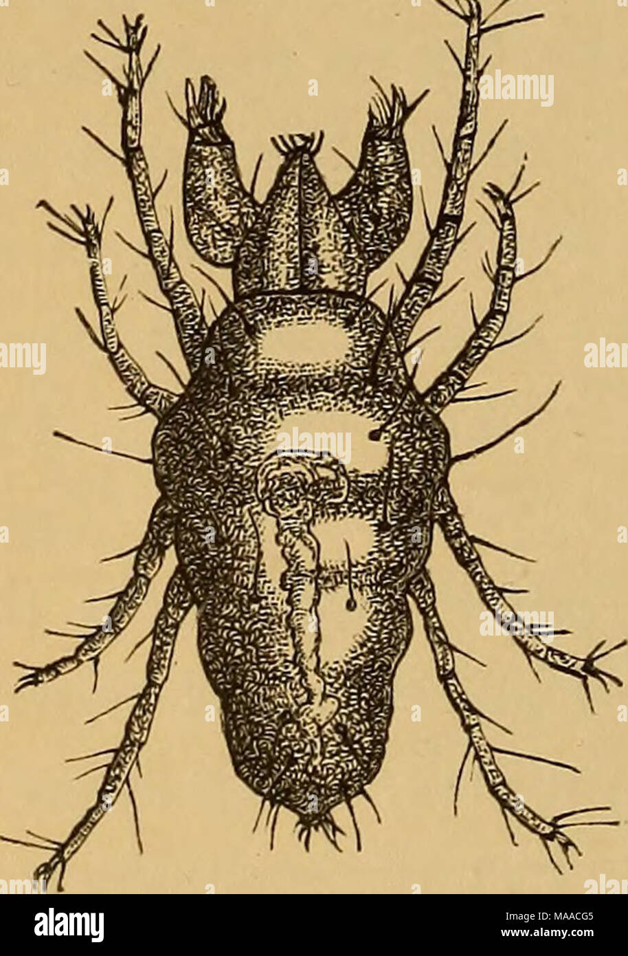. Economic entomology . Cheyletus eruditus (male). Copied from Fumouze ...