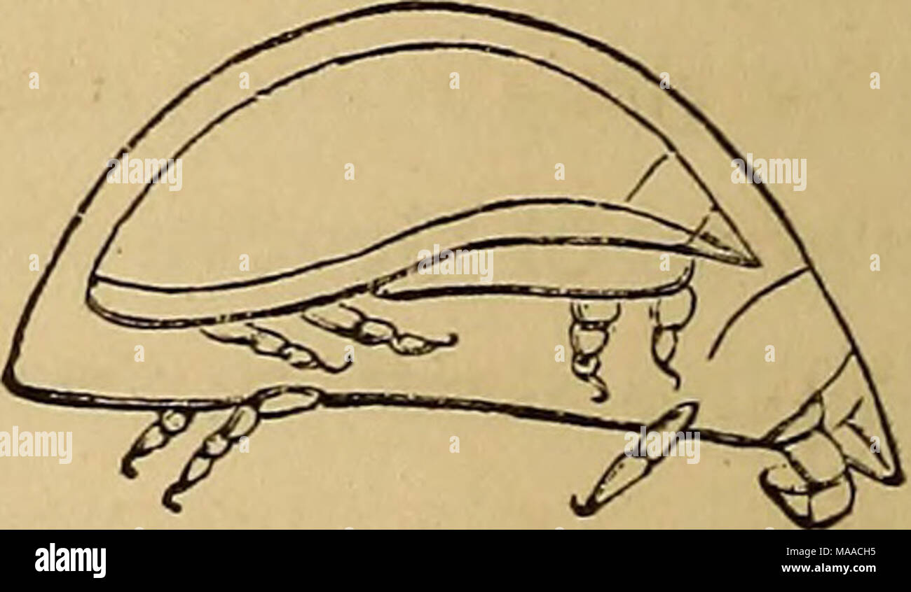 Tyroglyphus hi-res stock photography and images - Alamy