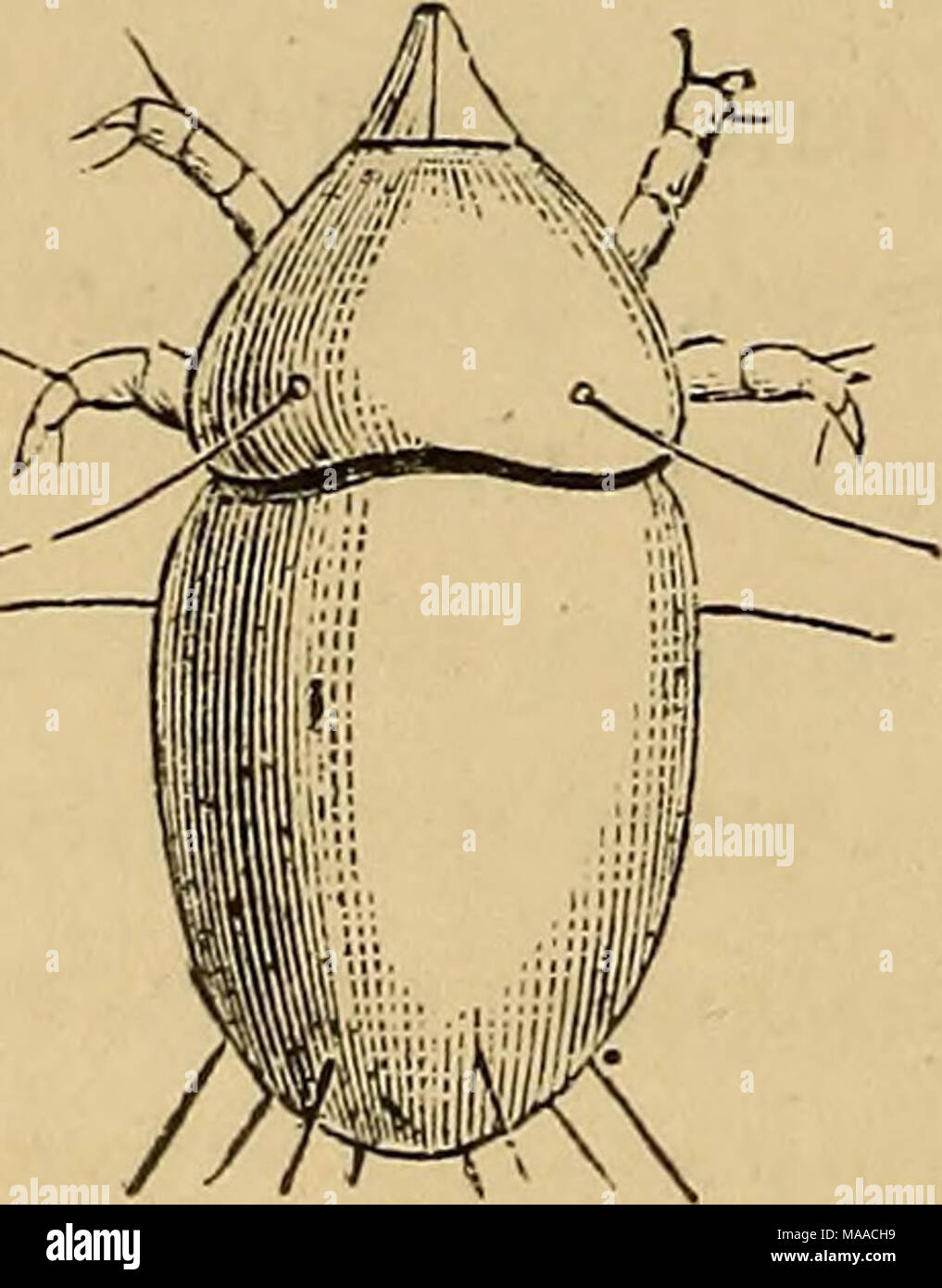 . Economic entomology . Young larva of Rhiz'-glyphus echinatiis (Tyrog ...
