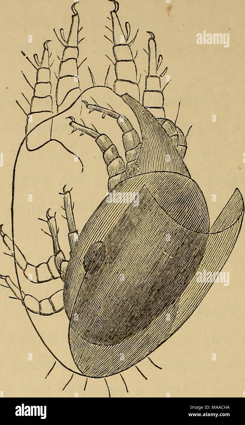 . Economic entomology . Sketch of Tyrogflyphus mycophagus emerging from ...