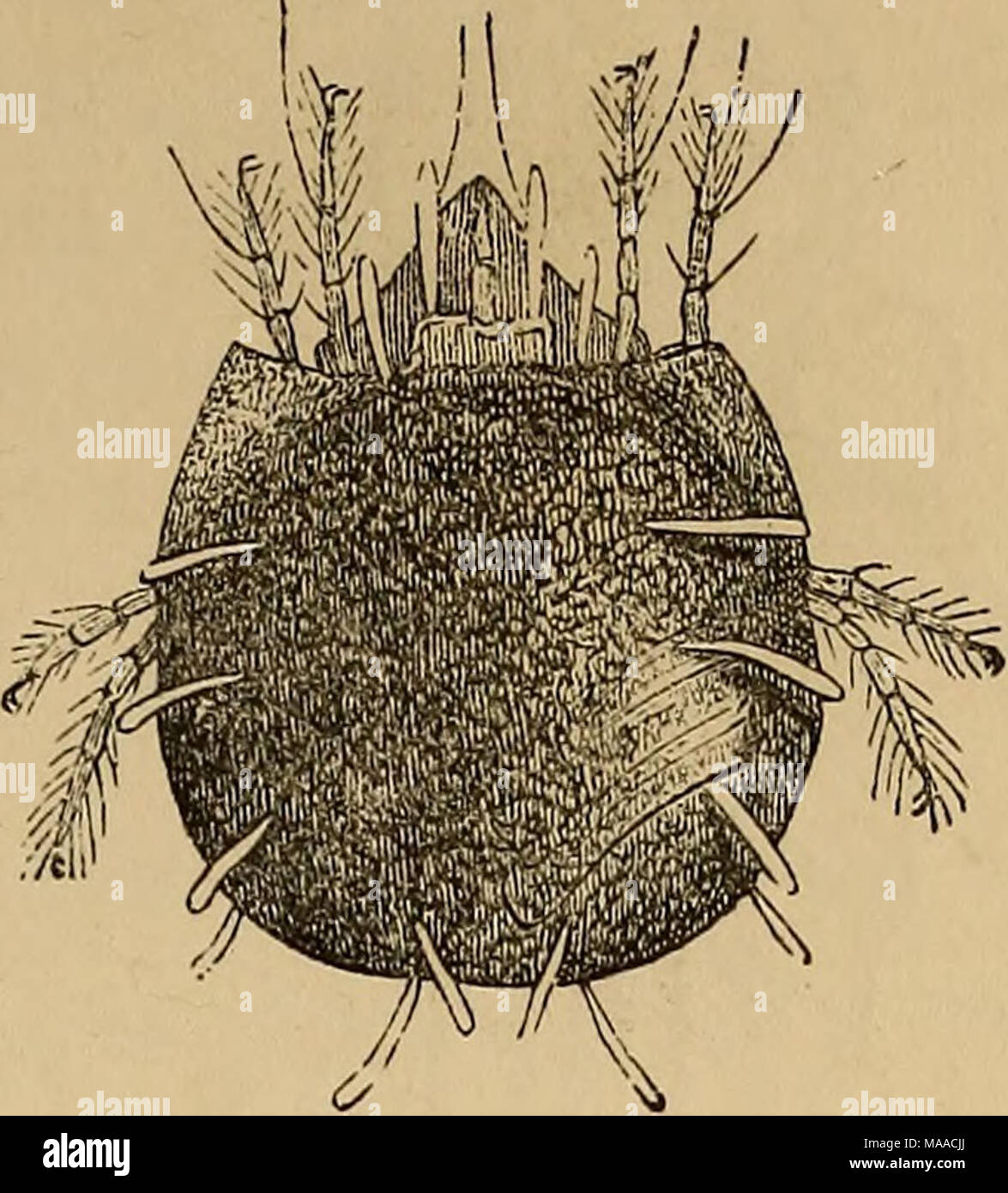 . Economic entomology . la of ''eopi acroiir ij Copied from Nicolet. om ...
