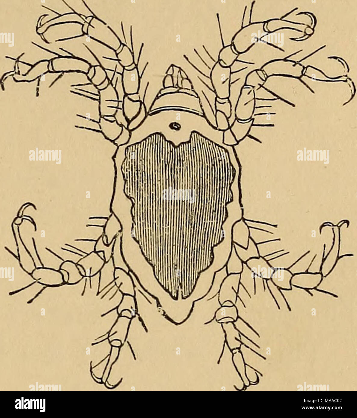 Mites body structure hi-res stock photography and images - Alamy