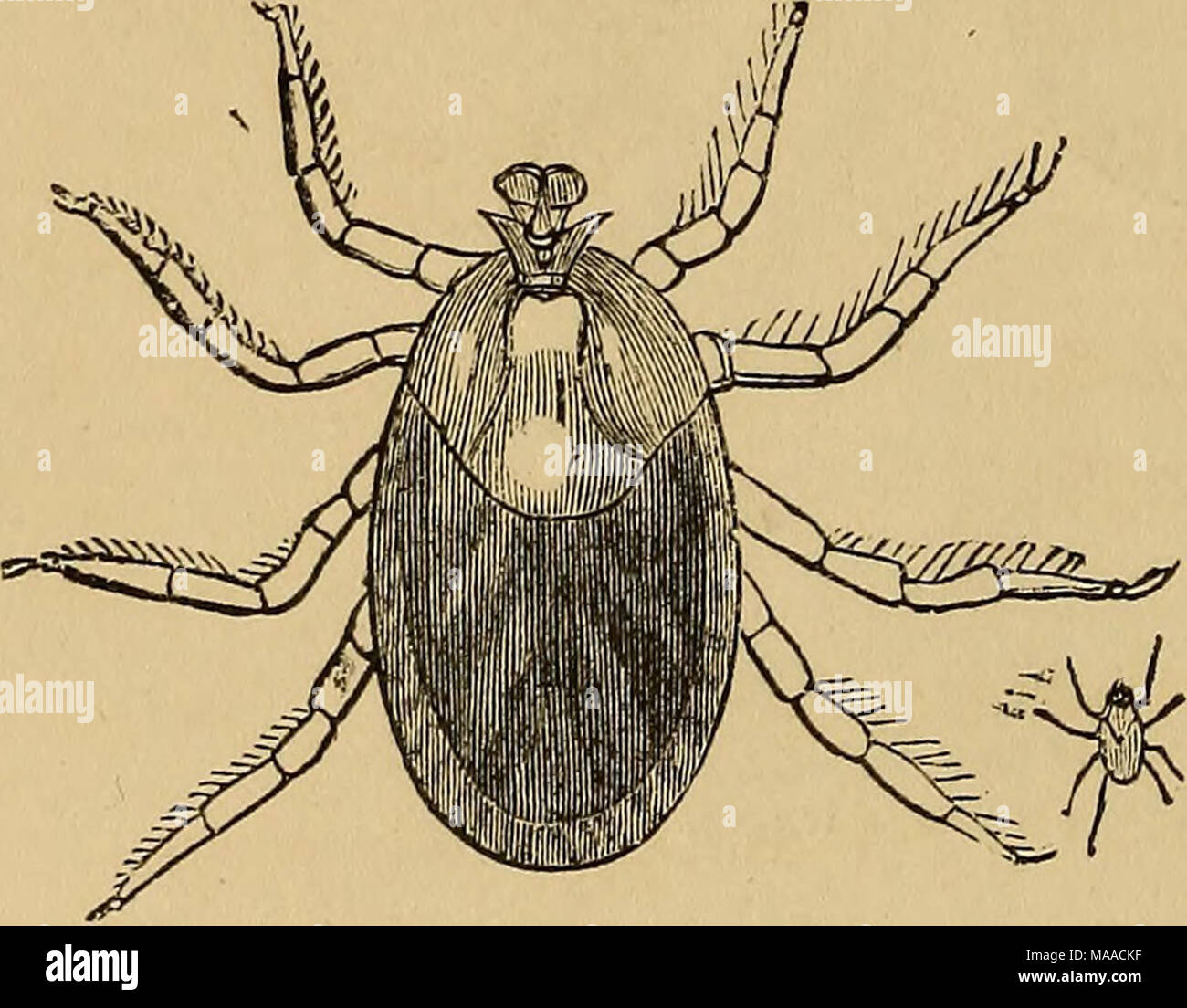 Rhipicephalus Appendiculatus