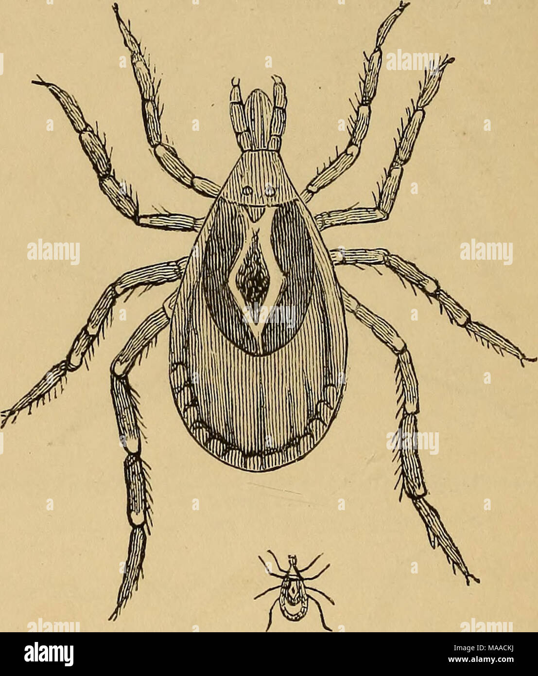 . Economic entomology . Kaemalastor longirostris. Copied from figure in ...