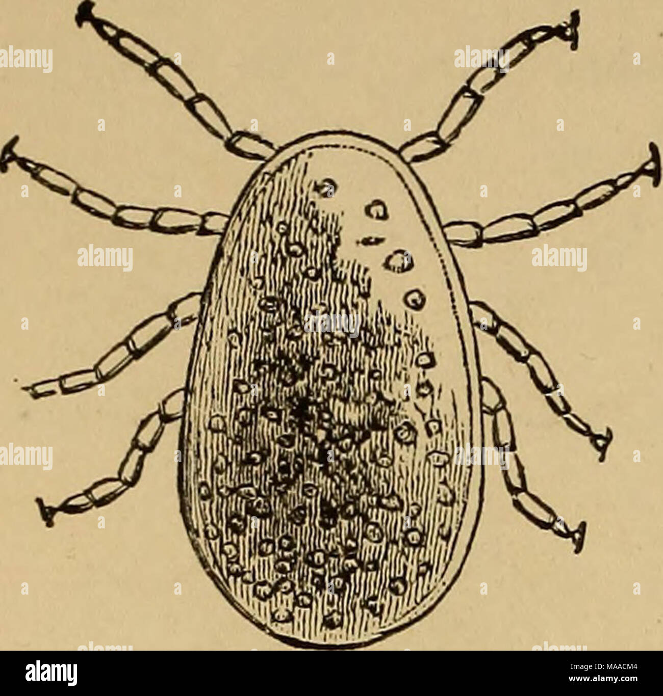 . Economic entomology . Argas Miniatus. Copied from Koch. No. 31. ARGAS ...