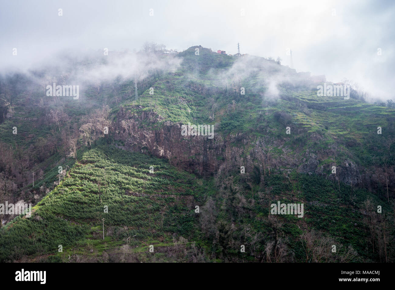 Steep terraced fields near Monte in Madiera Stock Photo - Alamy