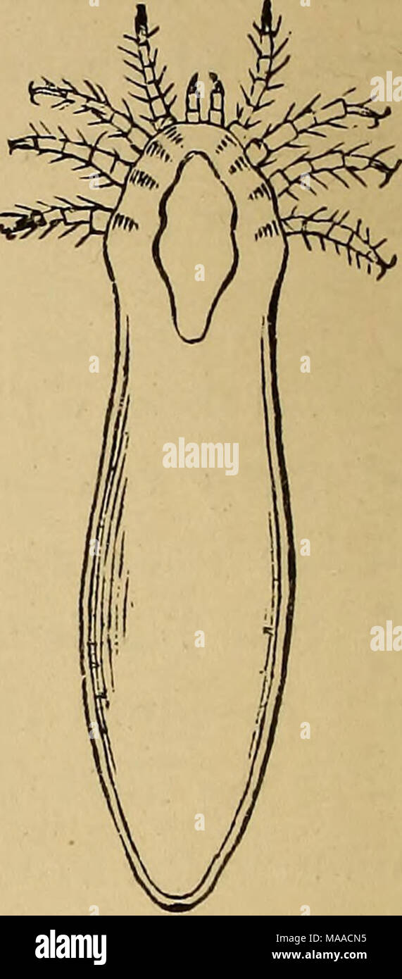 . Economic entomology . Halarachne halichoeri, larva. Copied from AUman ...
