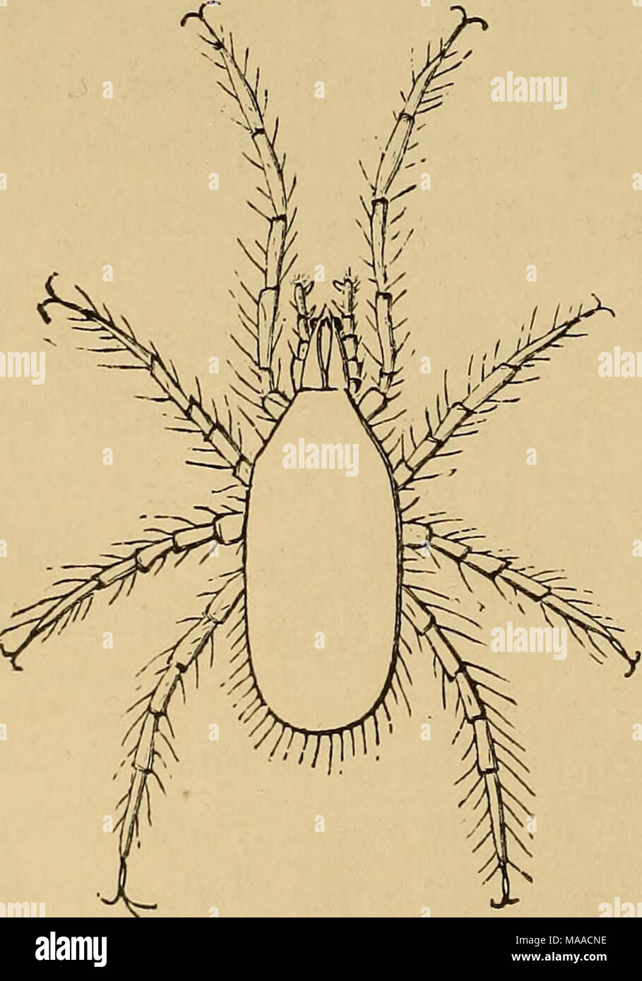 . Economic entomology . Sejus maritimus. Copied from Laboulbene's ...