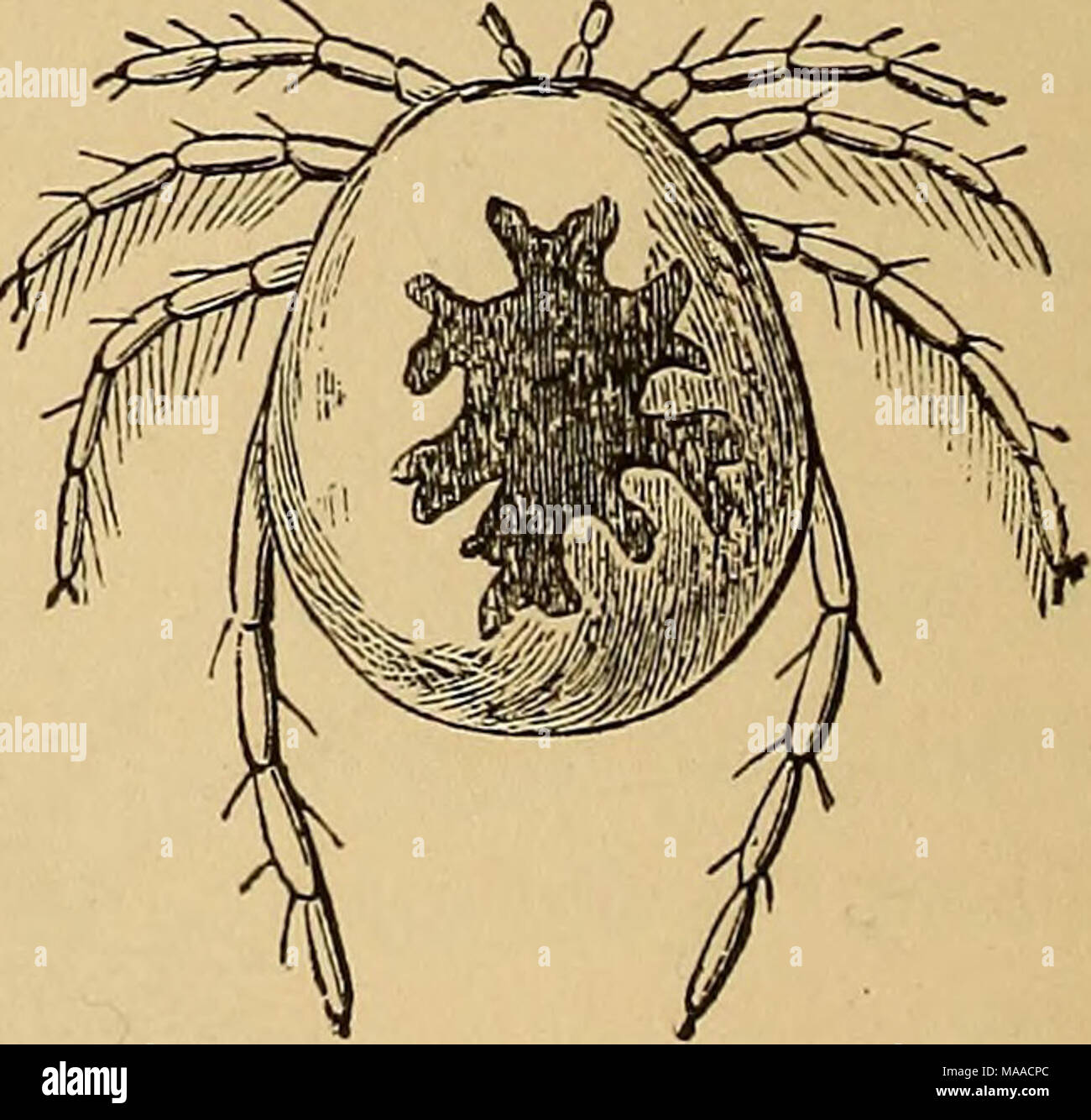 . Economic entomology . Eyla-s extendens, younq; form. Copied from Dug ...