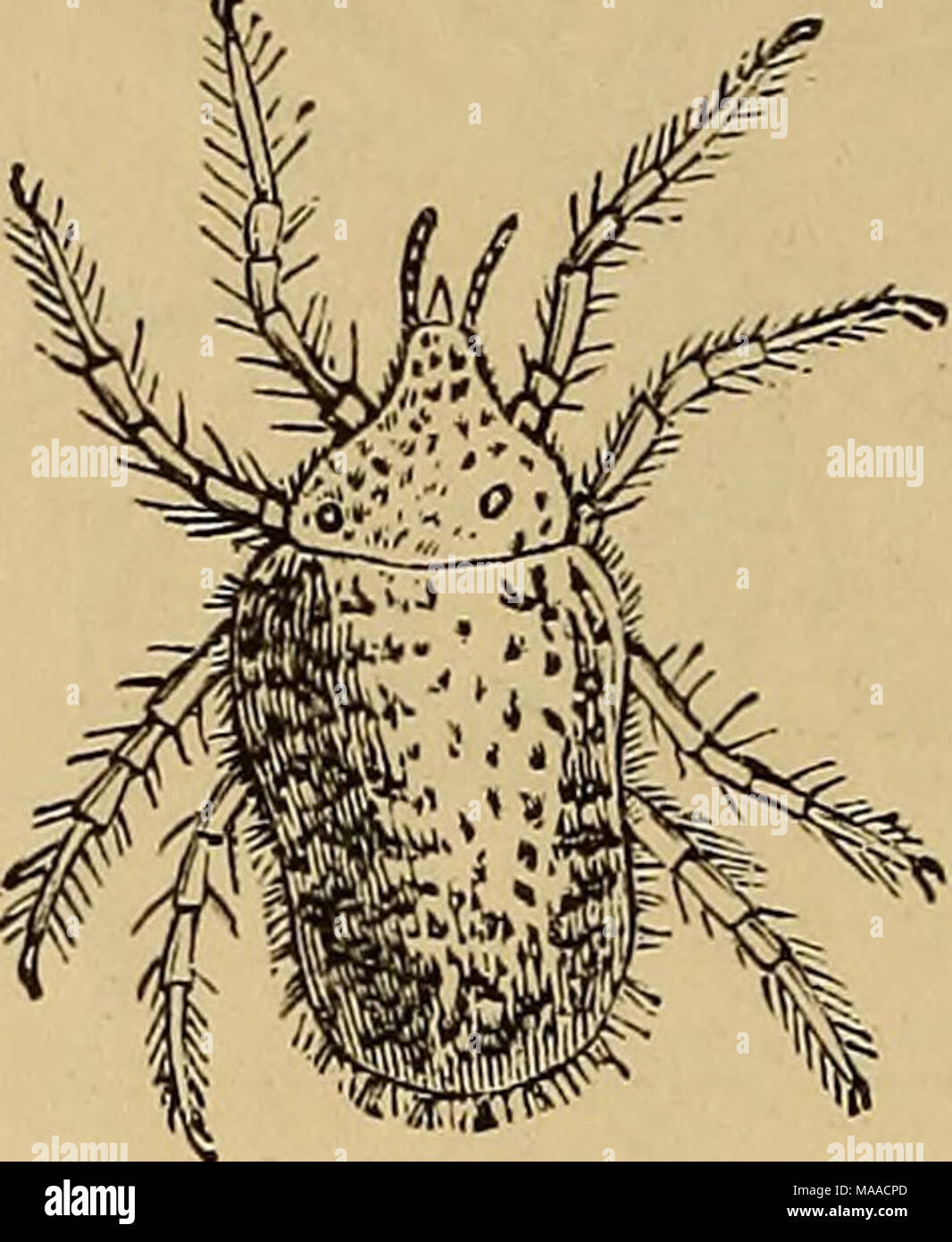 Water mites eylais hi-res stock photography and images - Alamy