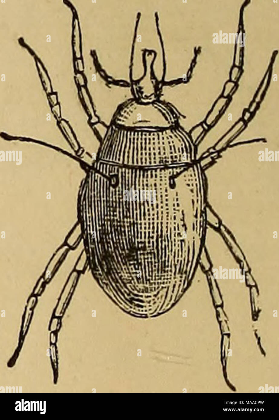 Ditto marks hi-res stock photography and images - Alamy