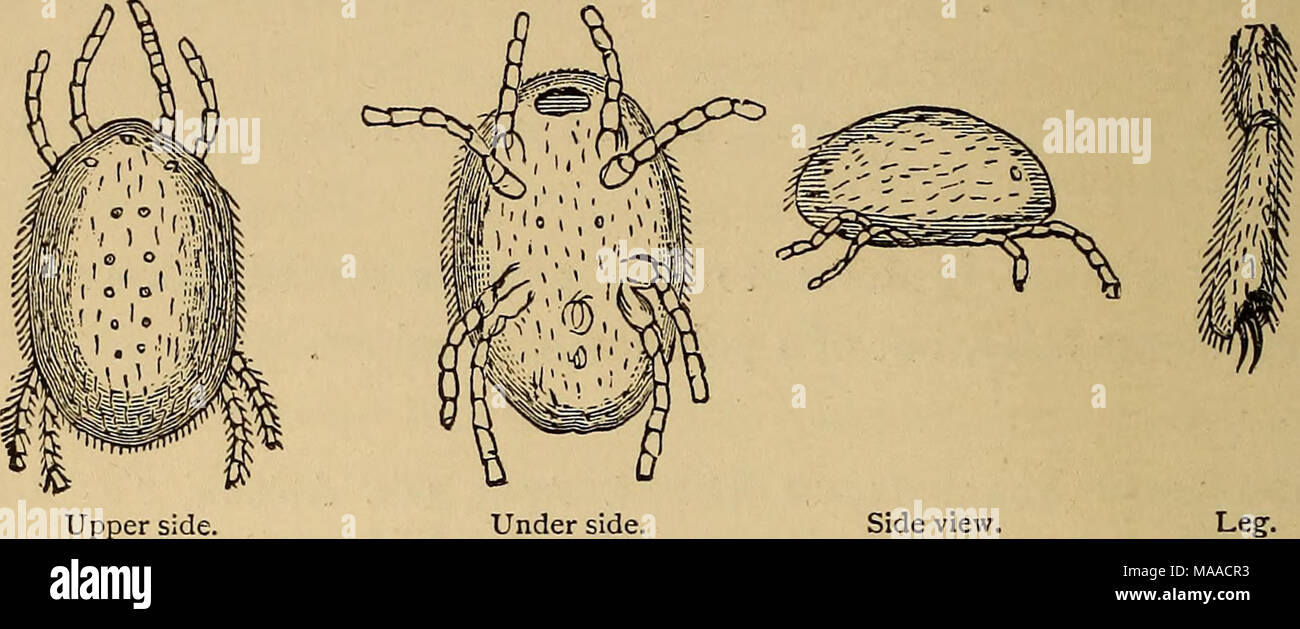 Trombidium larva hi-res stock photography and images - Alamy