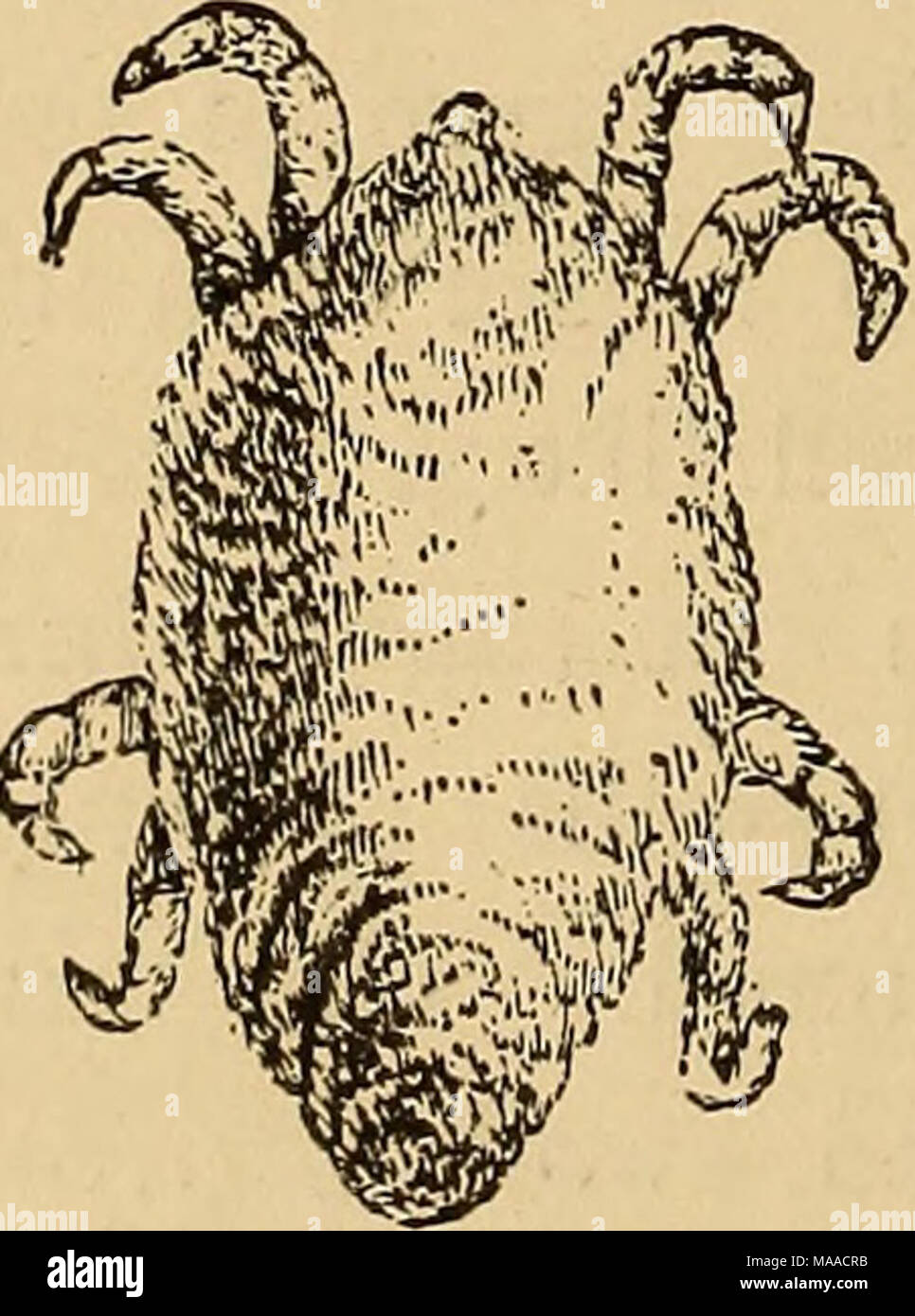 . Economic entomology . Trombidium sericeum Stock Photo - Alamy
