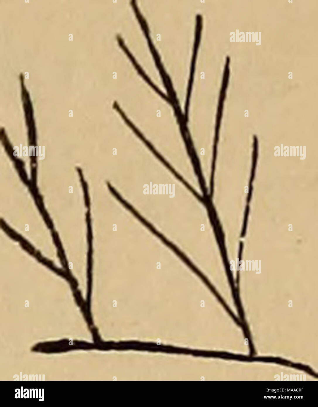 . Economic entomology . Trombidium holosericeum, Tronibidium fuligmosum ...