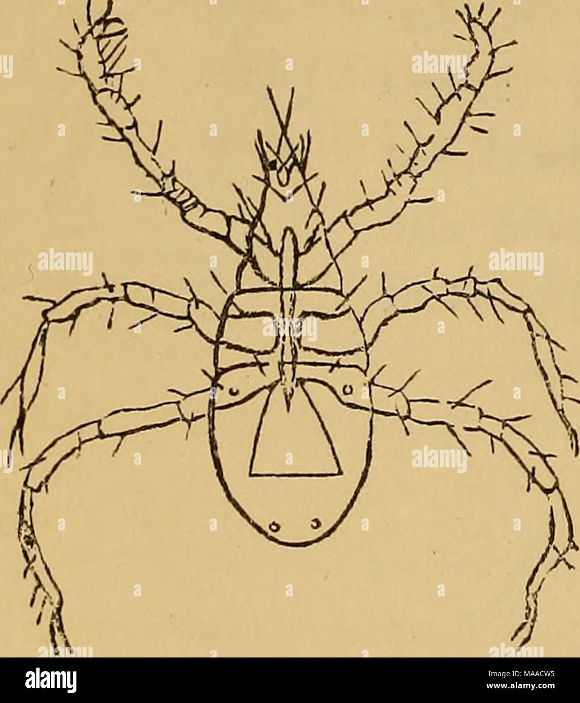 Jiggers hi-res stock photography and images - Alamy