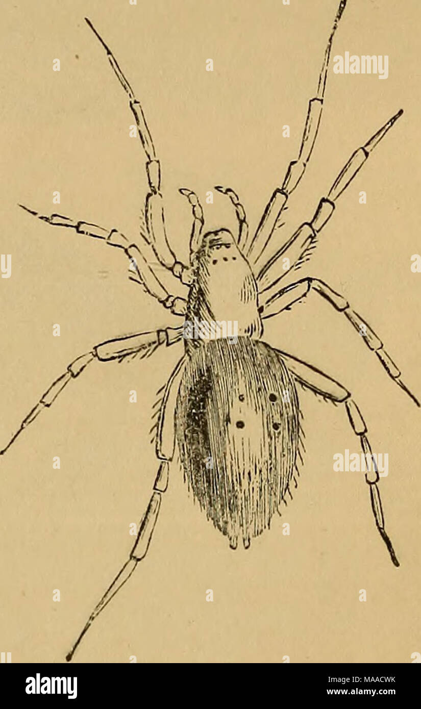 . Economic entomology . Argyroneta aquatica, water spider, ' female ...