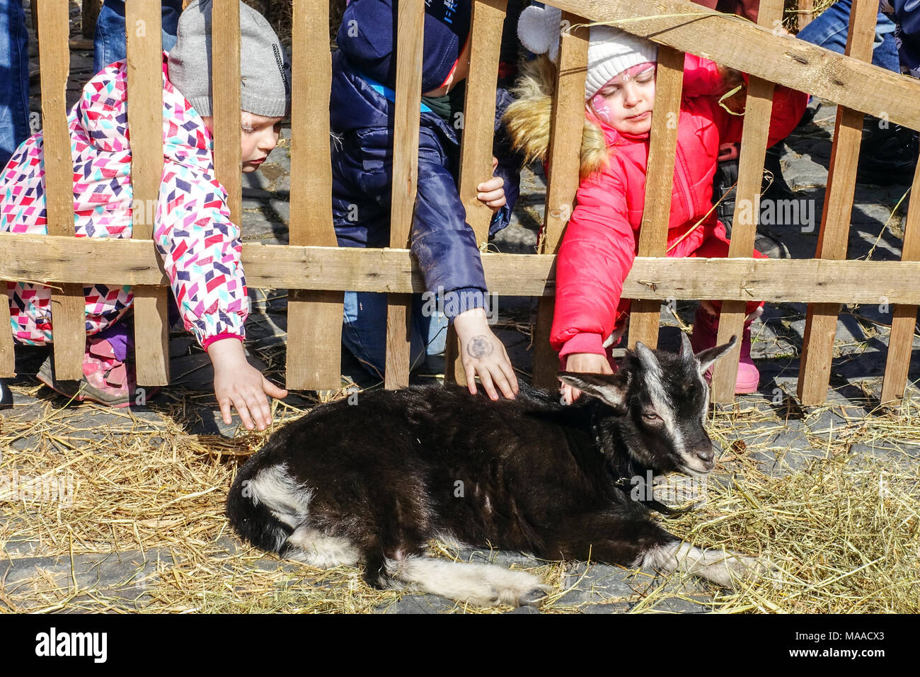 Children goat Kids are trying to touch a small goat through a fence ...
