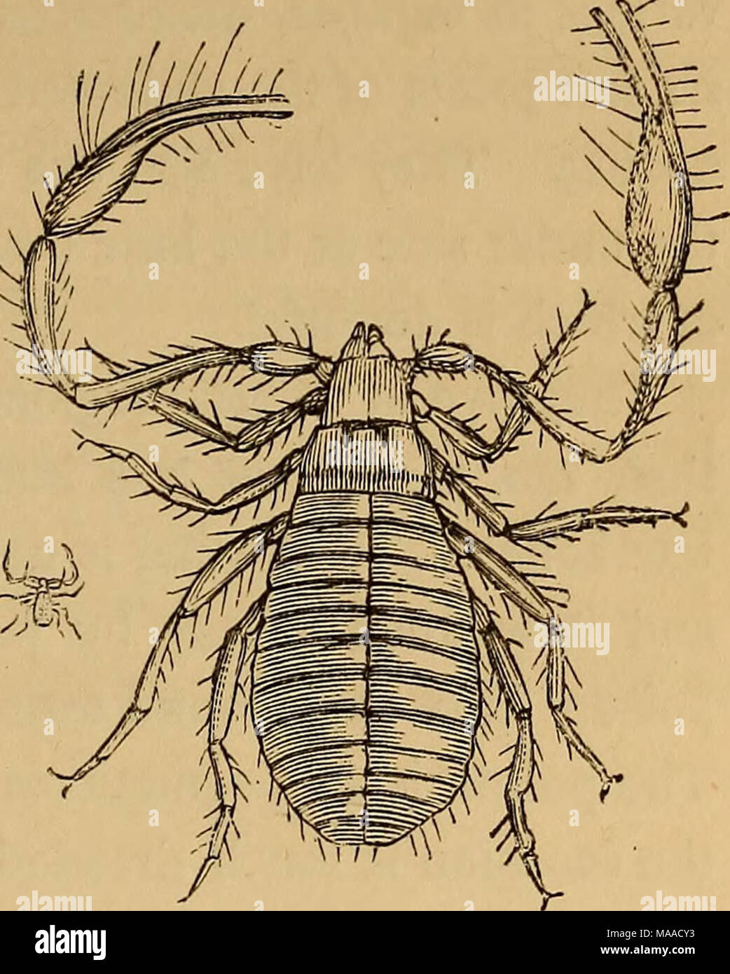 . Economic entomology . Chelifer museorum (magnified.) Chelifer ...