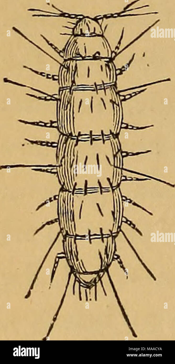 Huxleyi hi-res stock photography and images - Alamy