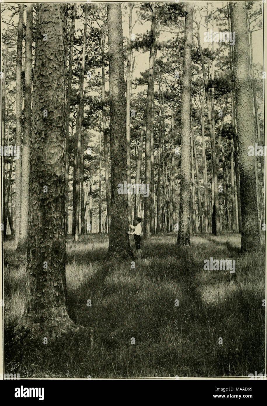 . Economic botany of Alabama . Fic. 1. irgin forest of long-leaf pine ...