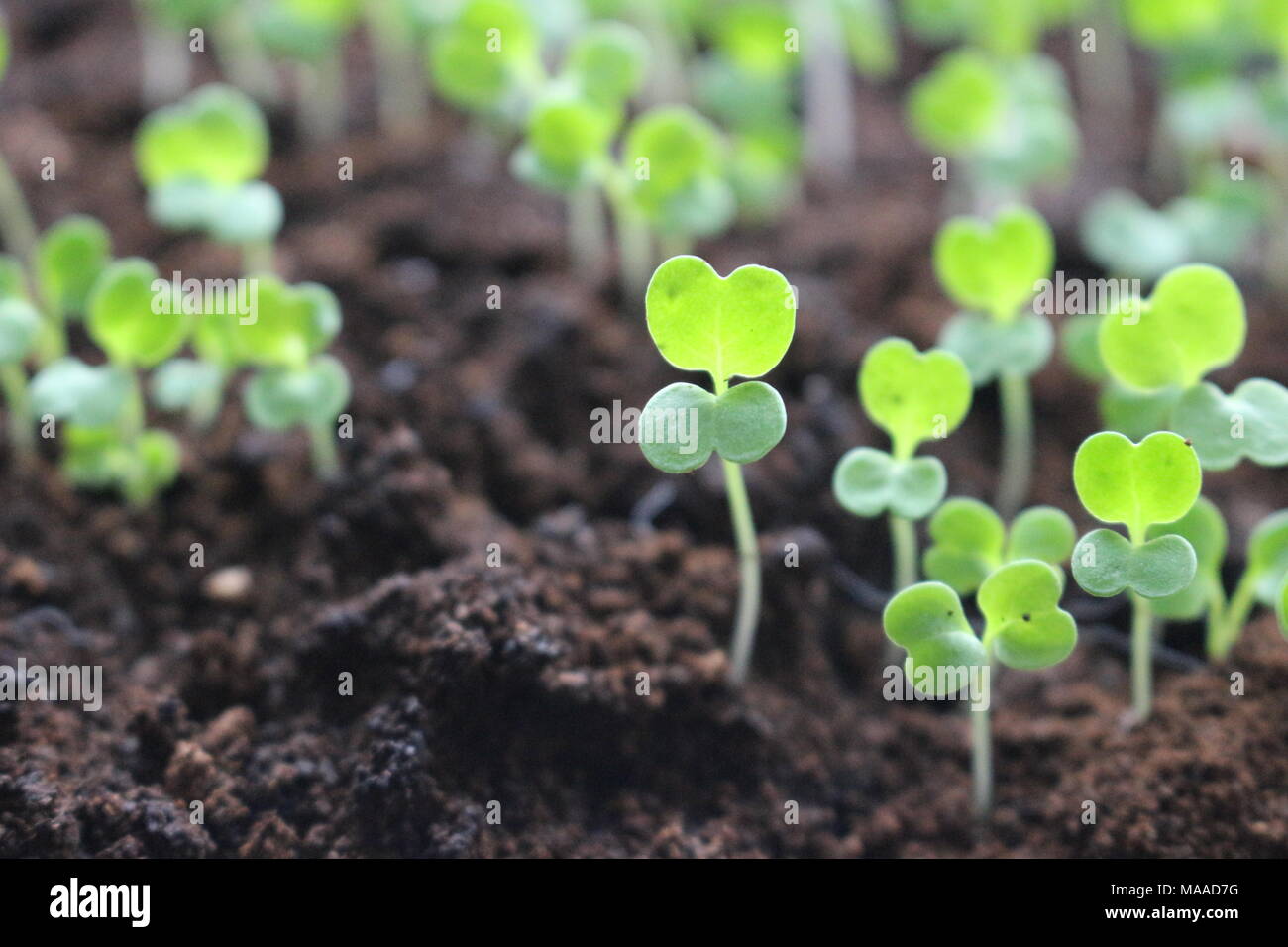 Arugula plant from seeds are growing in the pot. Eruca sativa. macro ...