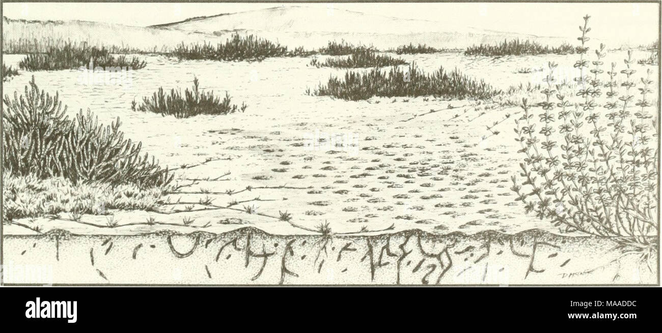 Salt pannes trap hi-res stock photography and images - Alamy