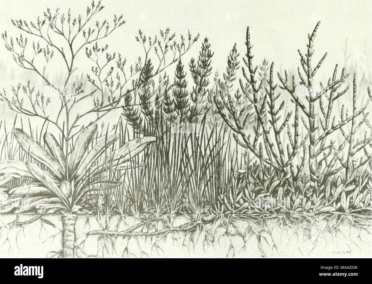 Pickleweed california hi-res stock photography and images - Alamy