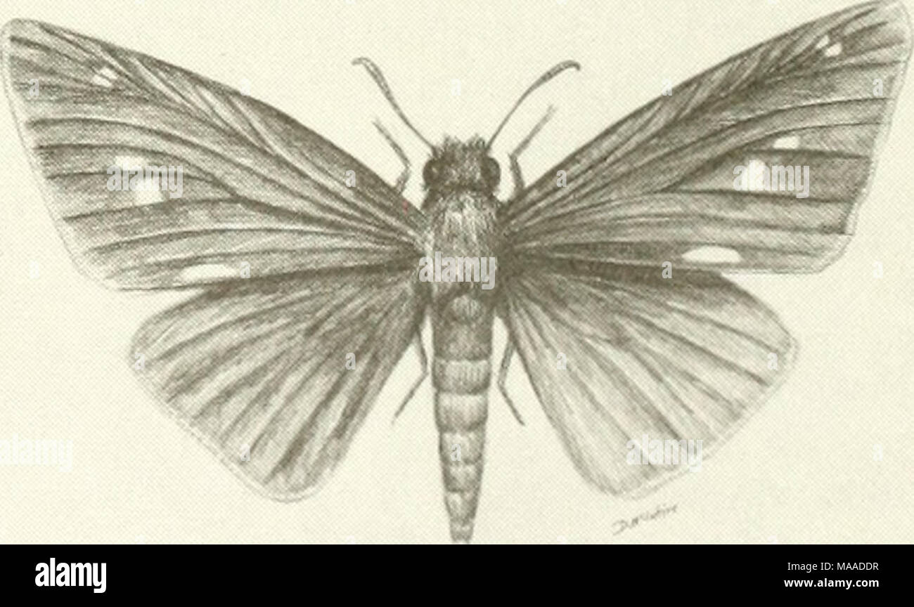 The wandering skipper hi-res stock photography and images - Alamy