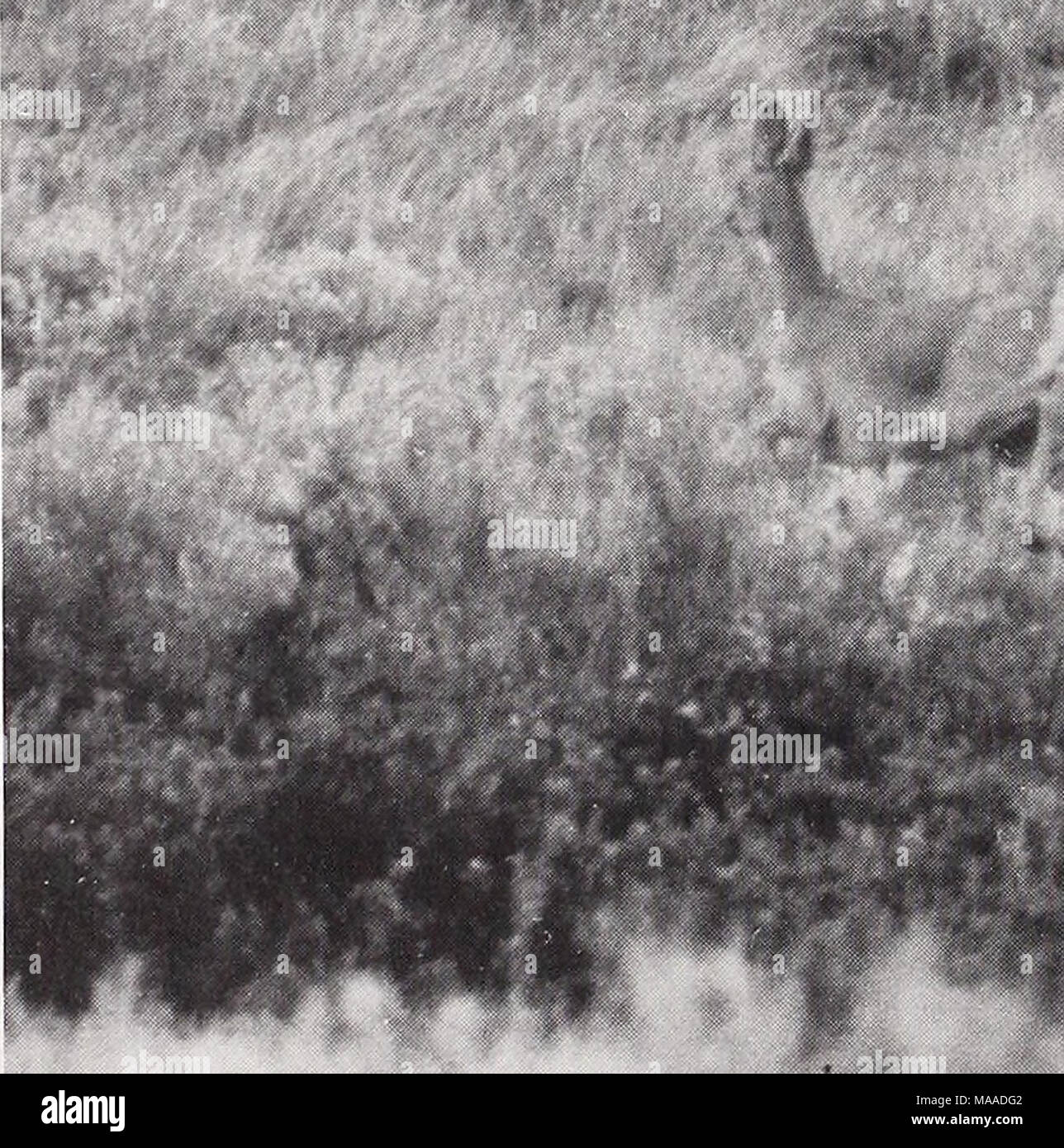 . Ecology of sympatric populations of mule deer and white-tailed deer ...