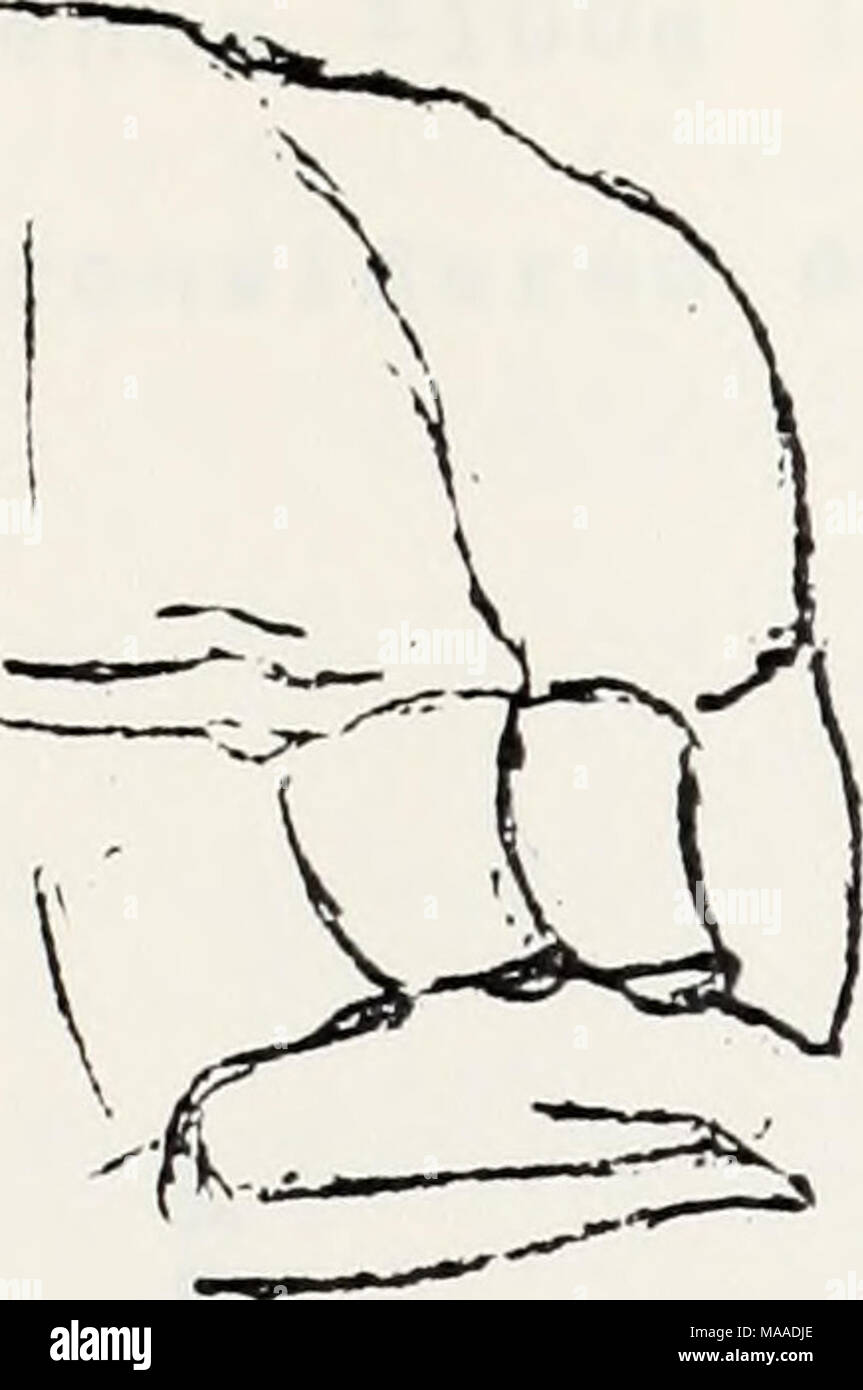 . Ecology of a population of desert tortoises, Gopherus agassizi, in ...