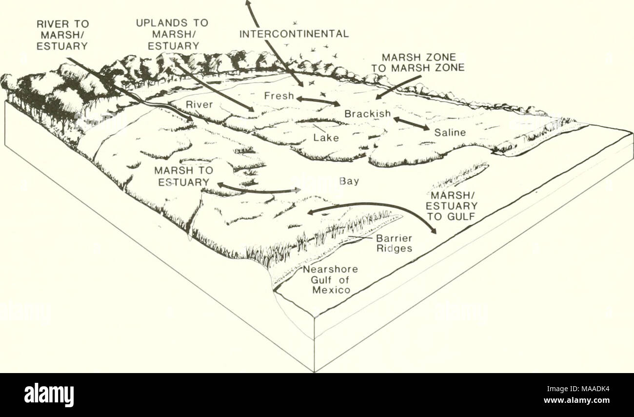 . The ecology of delta marshes of coastal Louisiana : a community ...