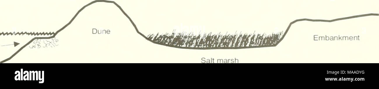 Salt Marshes Diagram