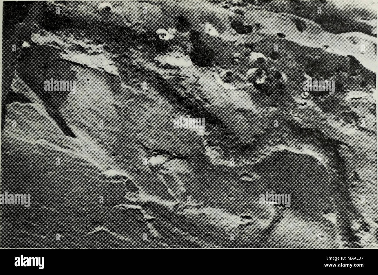 . The ecology of the benthic and endolithic communities of a rocky reef ...