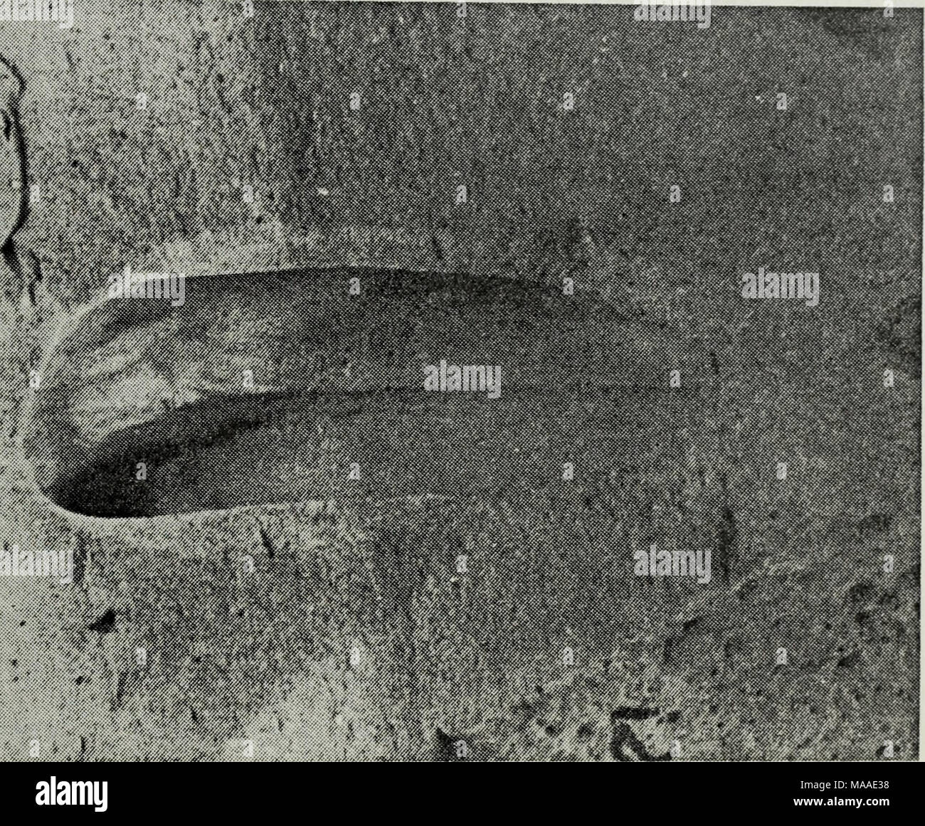 Burrow cross section hi-res stock photography and images - Alamy